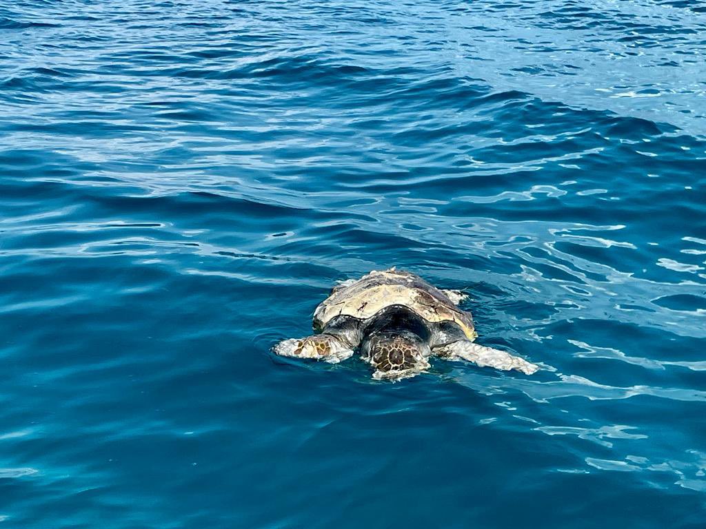 A friend of mine came across a presumably dead sea turtle on Wednesday ...
