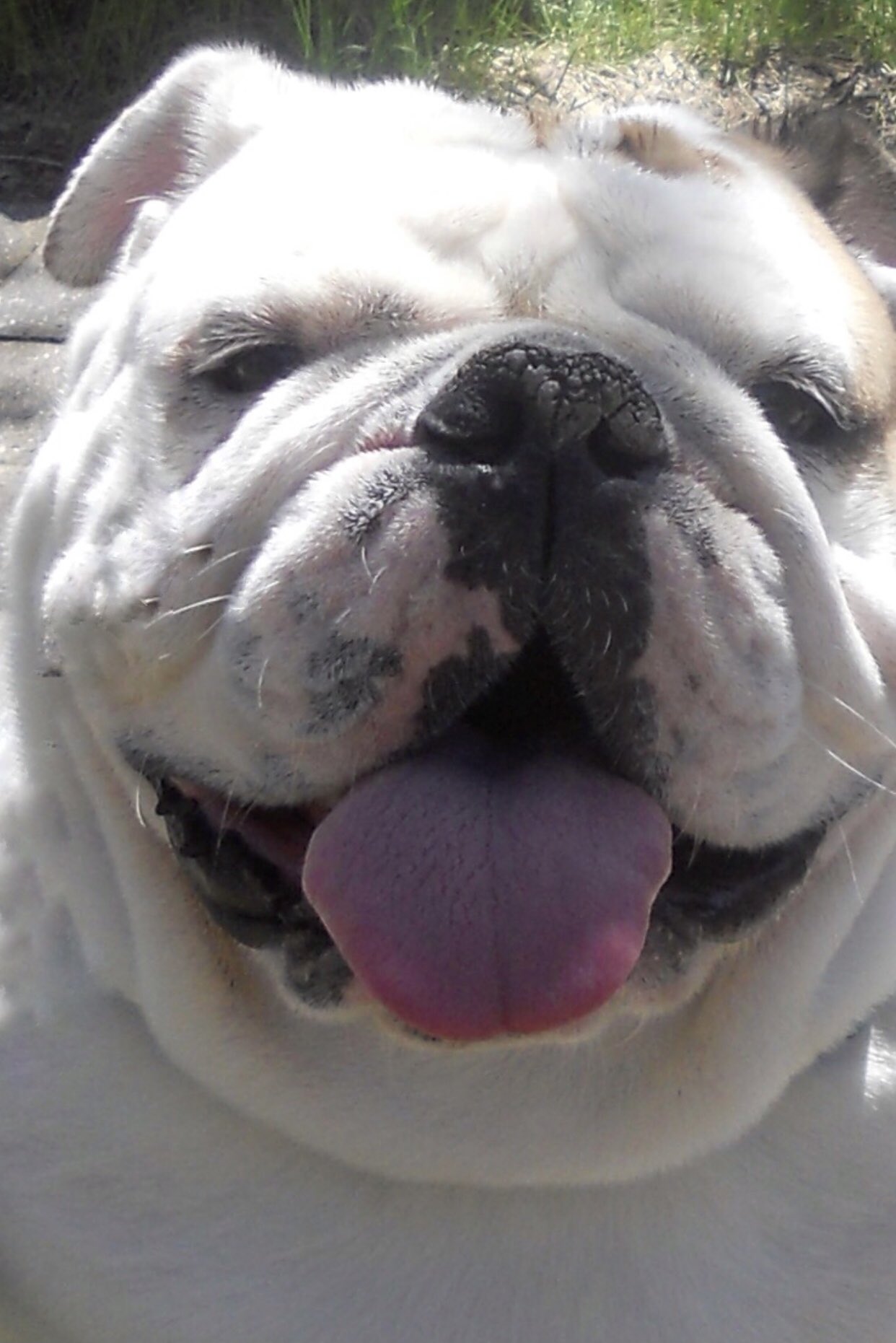 Can Bulldogs Smile