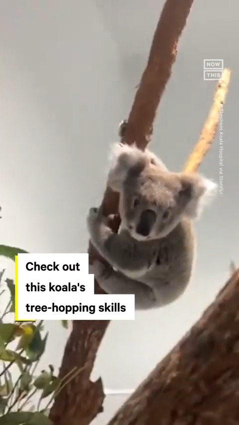 They like to move it, move it — Watch how this koala jumps from tree to ...