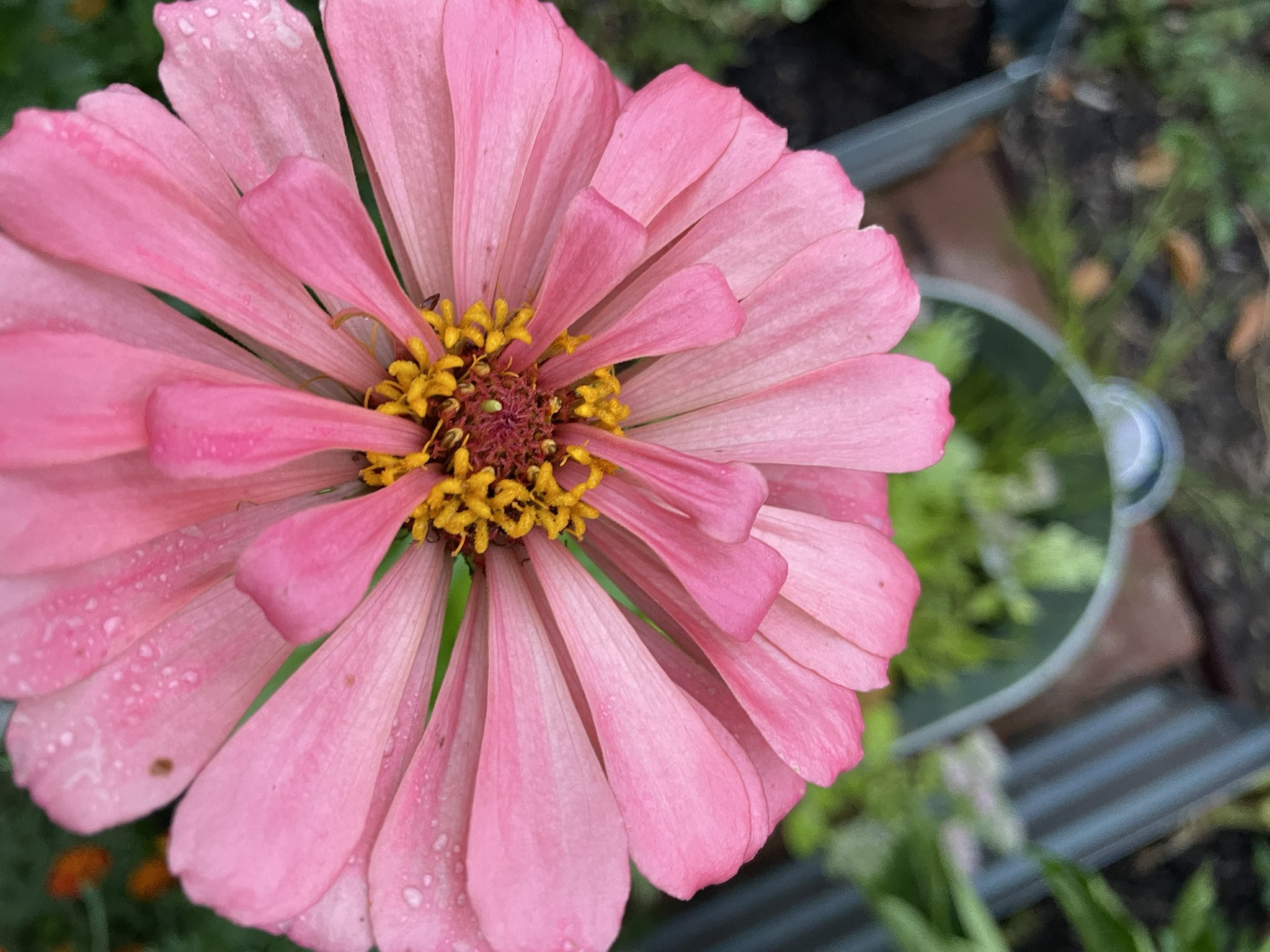 Amy DeVries (@DeVriesAmy) / Twitter