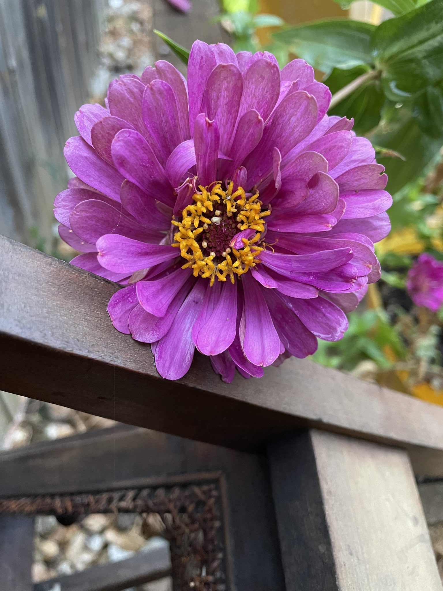 Amy DeVries (@DeVriesAmy) / Twitter