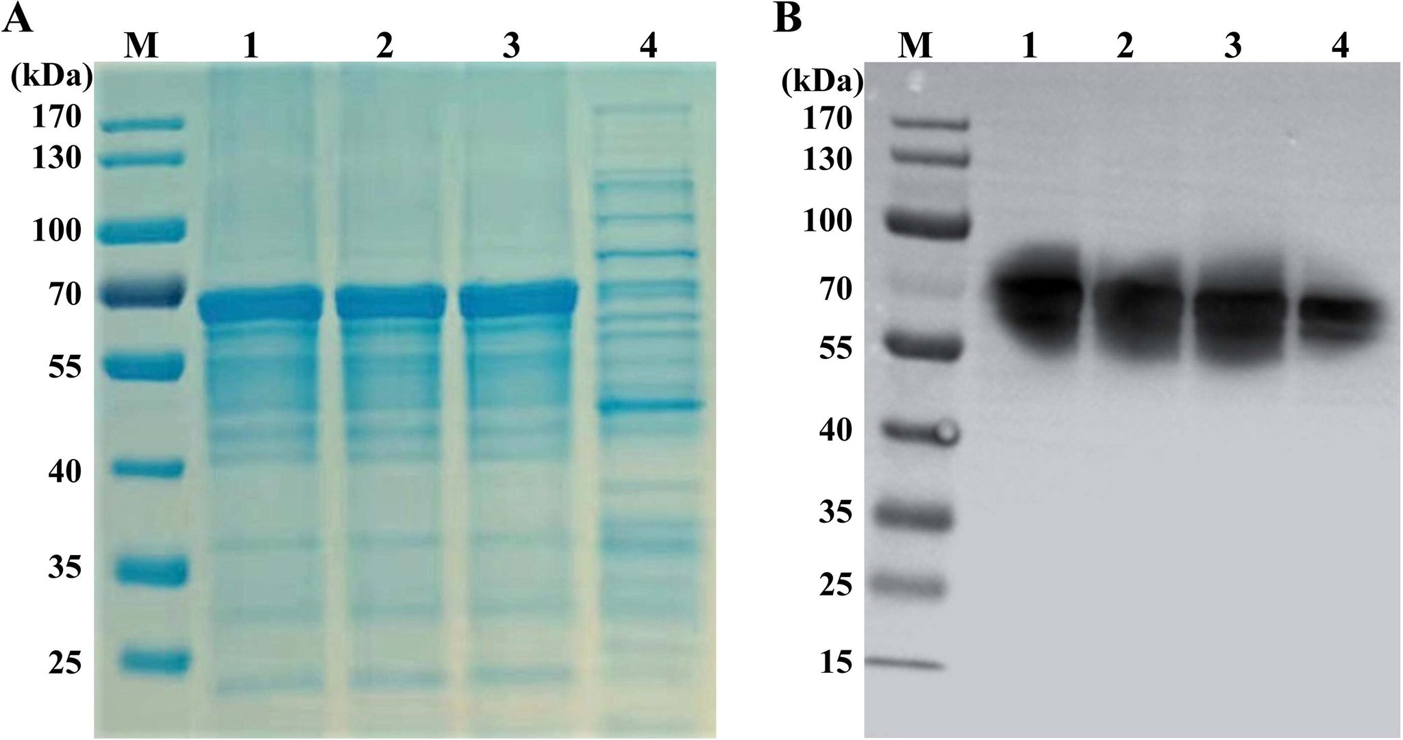 Biosafety and Health on Twitter: "Novel P22-monoclonal antibody based ...