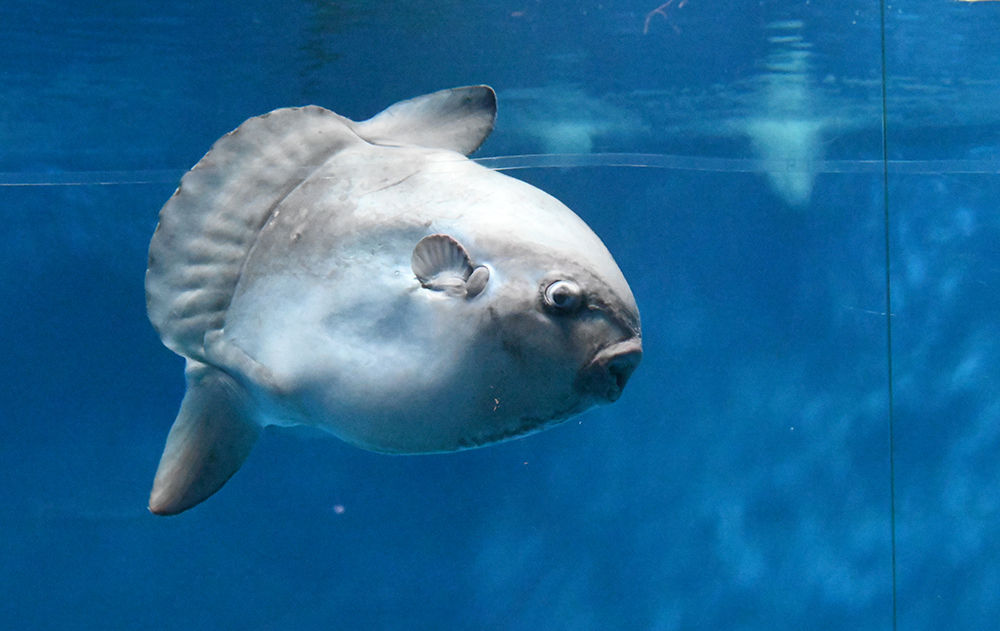 背景資料写真家かさこ＠無料画像毎日投稿 on Twitter: "RT @cyocorune: 虚無った目が魅力のマンボウ…！ #タイムラプス ：https://d.kuku.lu ...