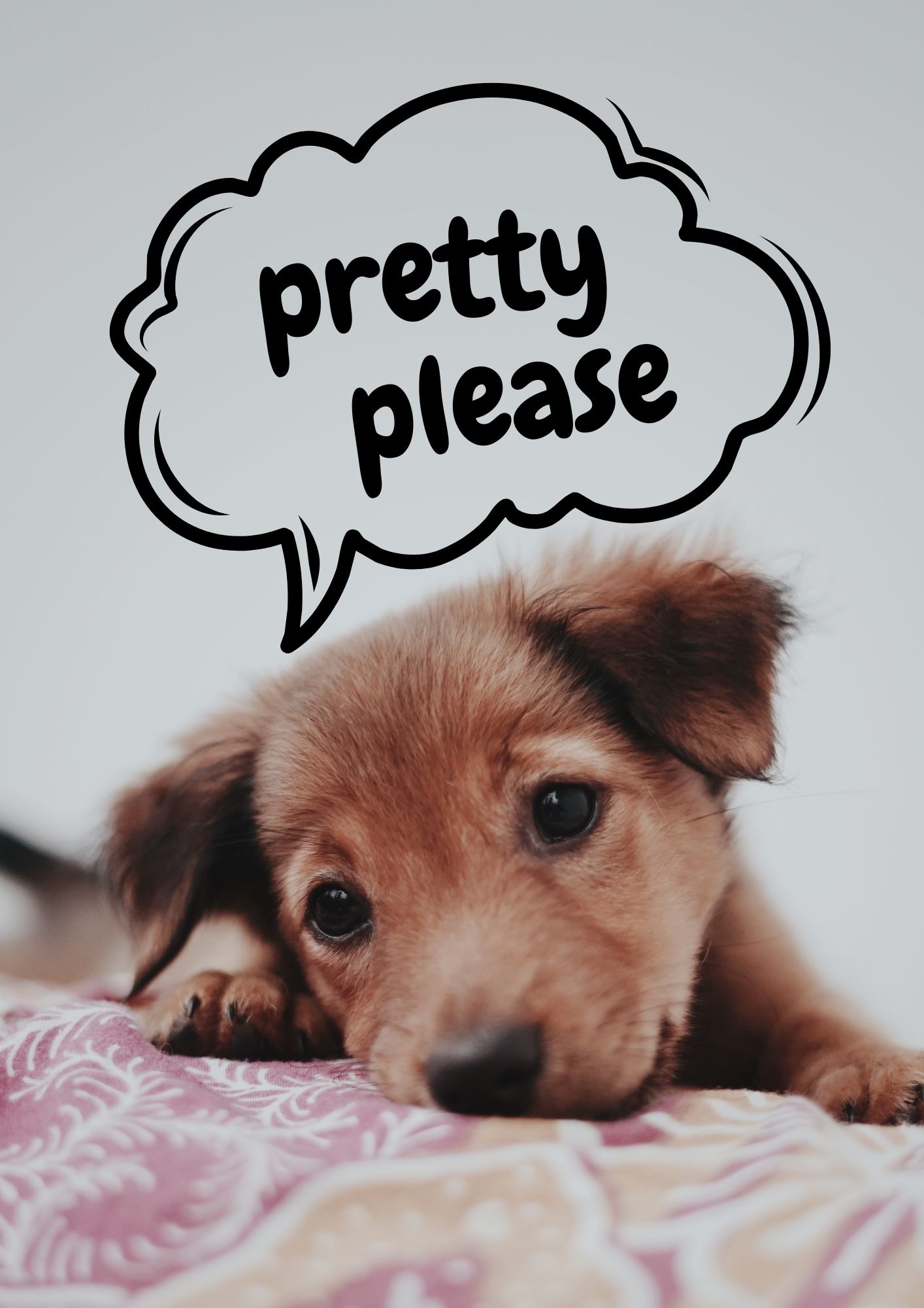 Puppy Dog Face Please Briard Dog Puppy Our Beautiful Wall Art And