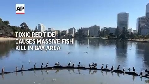 A toxic red tide is killing unprecedented numbers of fish and other ...