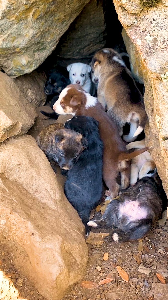 Woman hears little cries coming from a rock cave and discovers 10 tiny ...