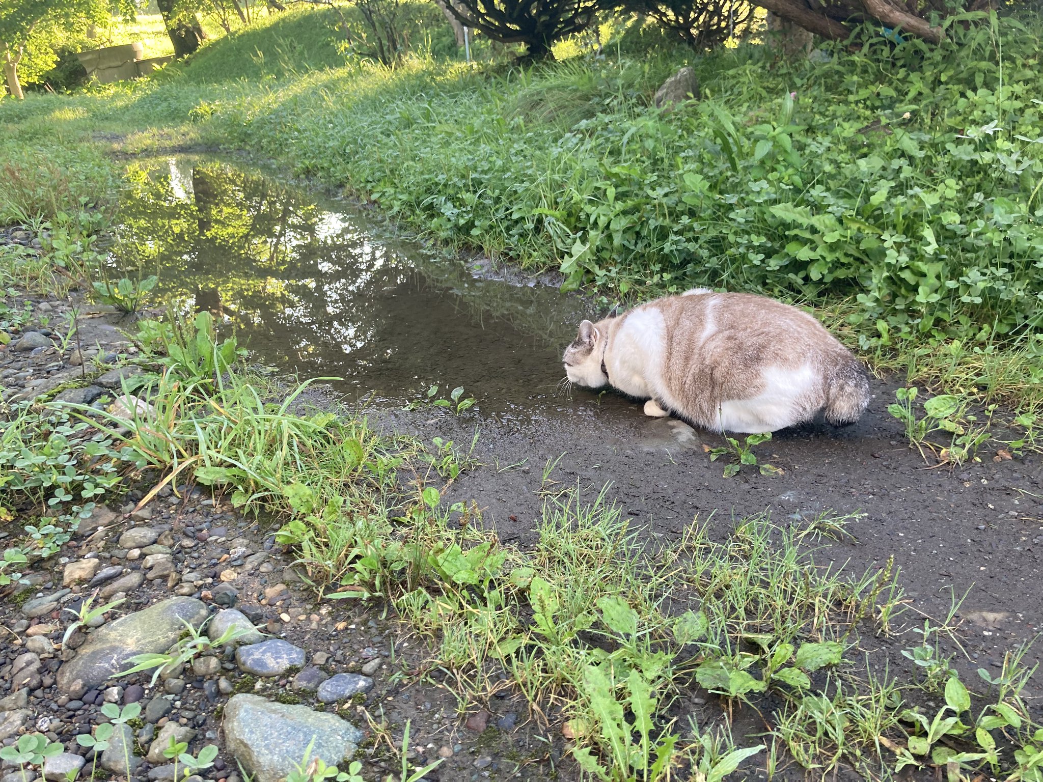 Ryosuke Fujisawa on Twitter: "ズキュウウウン 泥水で口を洗っているぞ https://t.co/kXQsOXEe6Q" / Twitter
