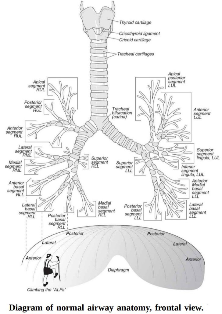 Segmental Bronchi