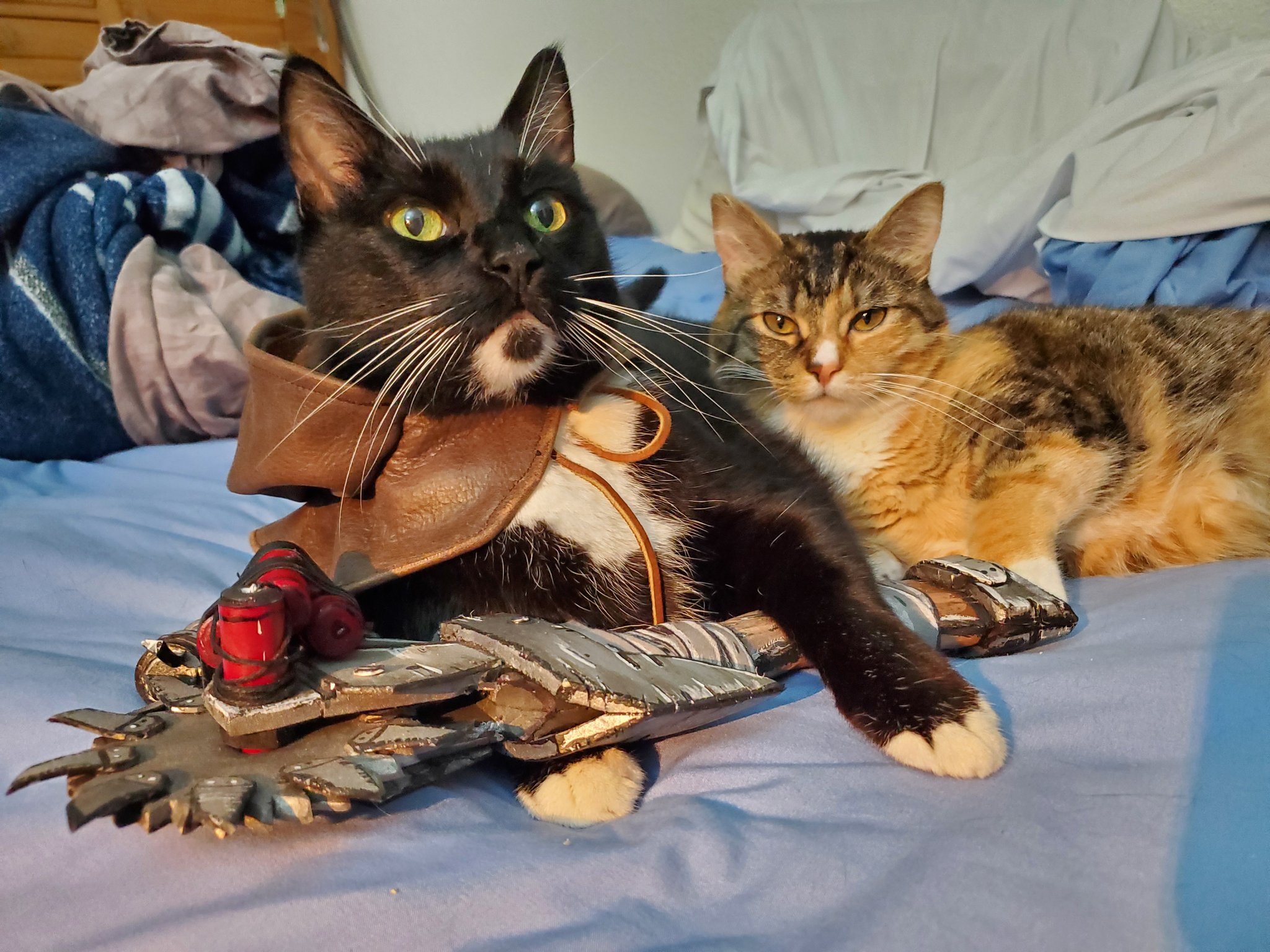 Bombshell - Introducing the Real HWTA KITTIES of Indian Wells (2023 IW ...