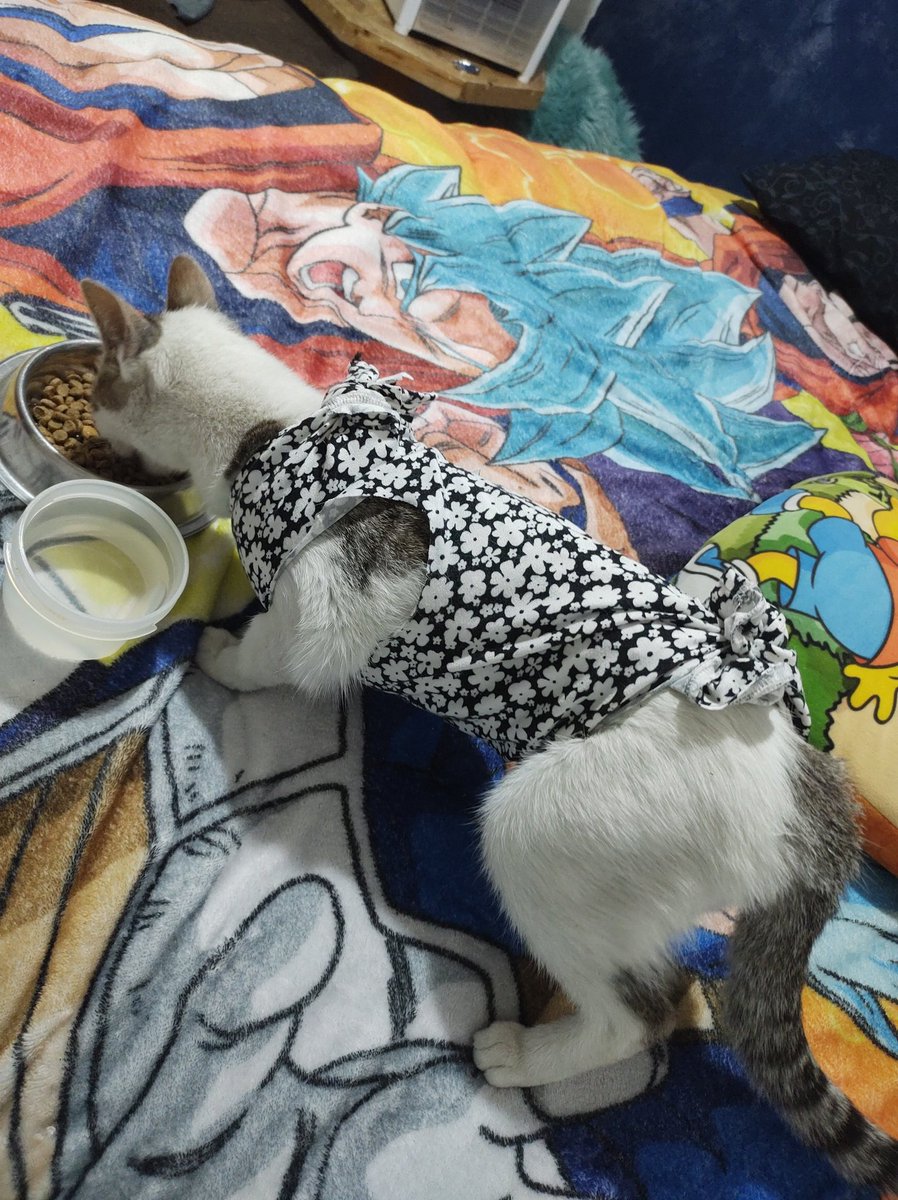 AnimalesCDMX on Twitter: "Esta michita continúa en #AdopciónResponsable u #HT @Lacasadeazul ...