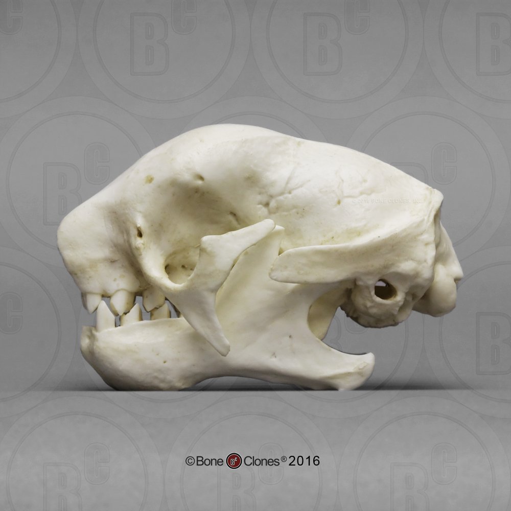 Two Toed Sloth Skeleton