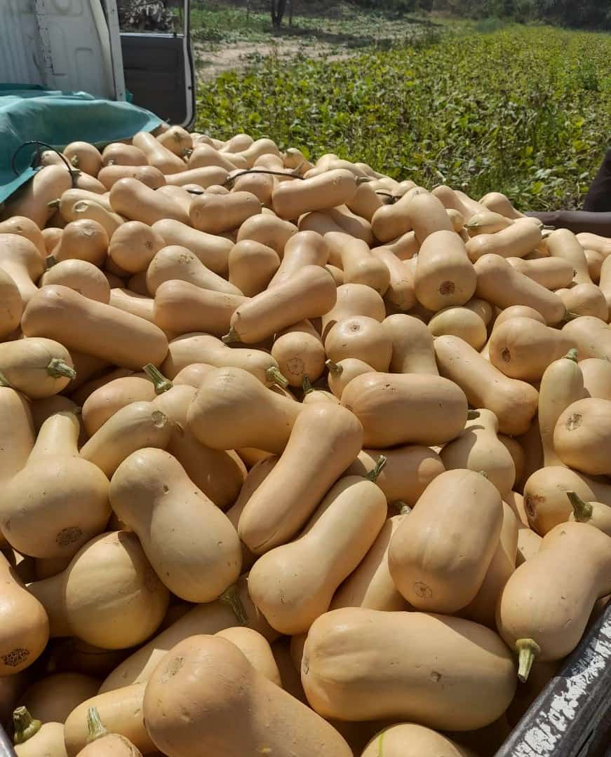 Butternuts are a fairly easy crop to grow and can increase your farm ...