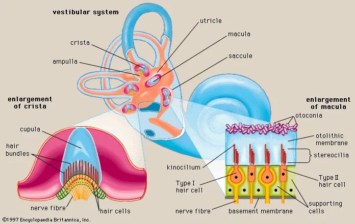 ماذا تعرف عن دوار الوضعه الإنتيابي الحميد (BPPV)؟ اذا لم تسمع عنه فتابع ...