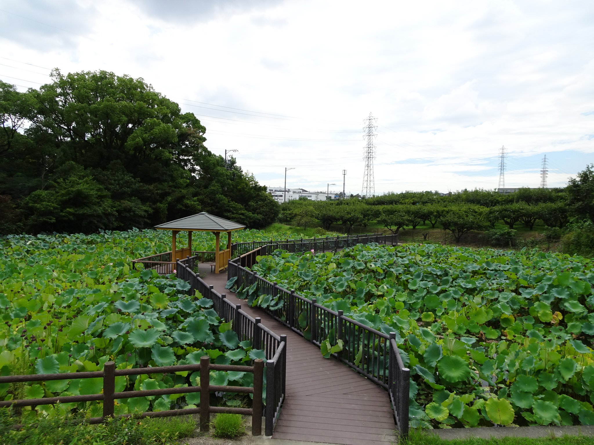 Ruby & Emmeline on Twitter: "星名池（大府市北崎町） 病院の帰りにちょっと寄る。初めて来たが、花はほとんど散ってしまっているな。 GoogleMap https ...