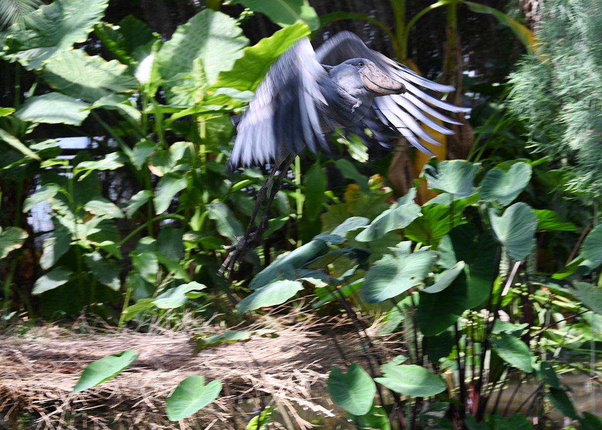 背景資料写真家かさこ＠無料画像毎日投稿 on Twitter: "RT @cyocorune: ハシビロコウの羽根、広げるとこんなに立派なんですなあ #タイムラプス ：https://d ...