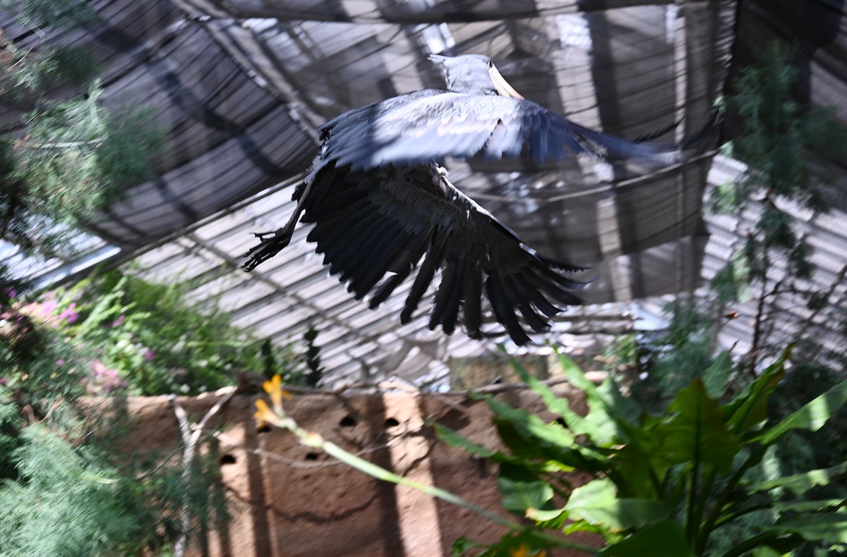 背景資料写真家かさこ＠無料画像毎日投稿 on Twitter: "RT @cyocorune: ハシビロコウの羽根、広げるとこんなに立派なんですなあ #タイムラプス ：https://d ...