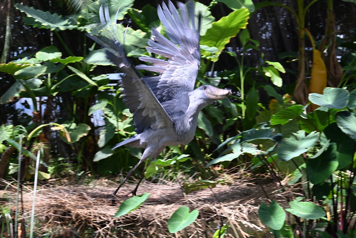 背景資料写真家かさこ＠無料画像毎日投稿 on Twitter: "RT @cyocorune: ハシビロコウの羽根、広げるとこんなに立派なんですなあ #タイムラプス ：https://d ...