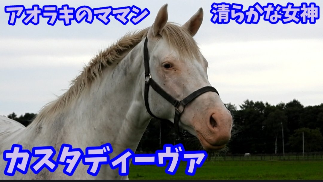 パカパカ工房💉ワクチン4回接種済 On Twitter Boku Paka【パカパカ工房の牧場めぐり】 『アオラキのママン・カスタ