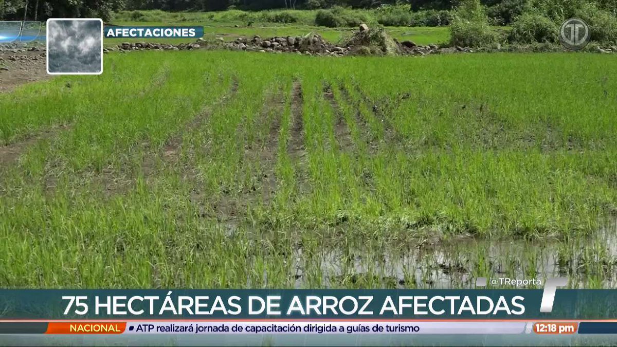 Telemetro Reporta On Twitter Un Aproximado De 75 Hectáreas De Arroz