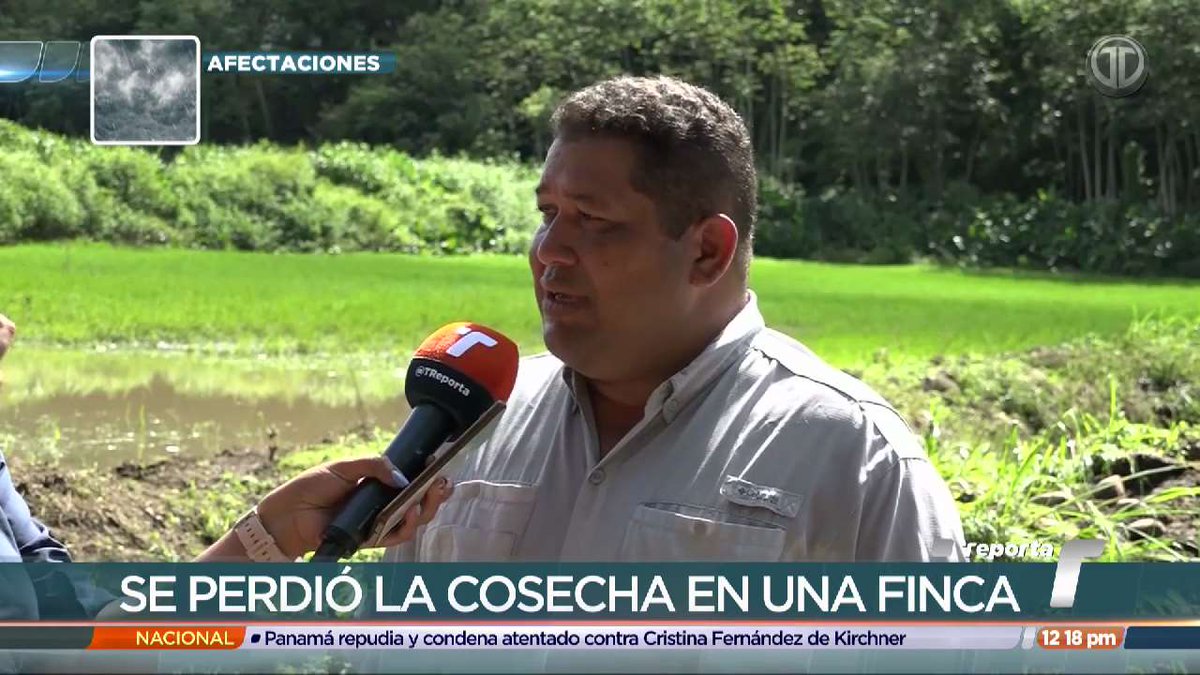 Telemetro Reporta On Twitter Un Aproximado De 75 Hectáreas De Arroz
