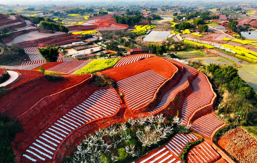 Dubbed "red land in Lede," the terraced red soil fields southwest China ...