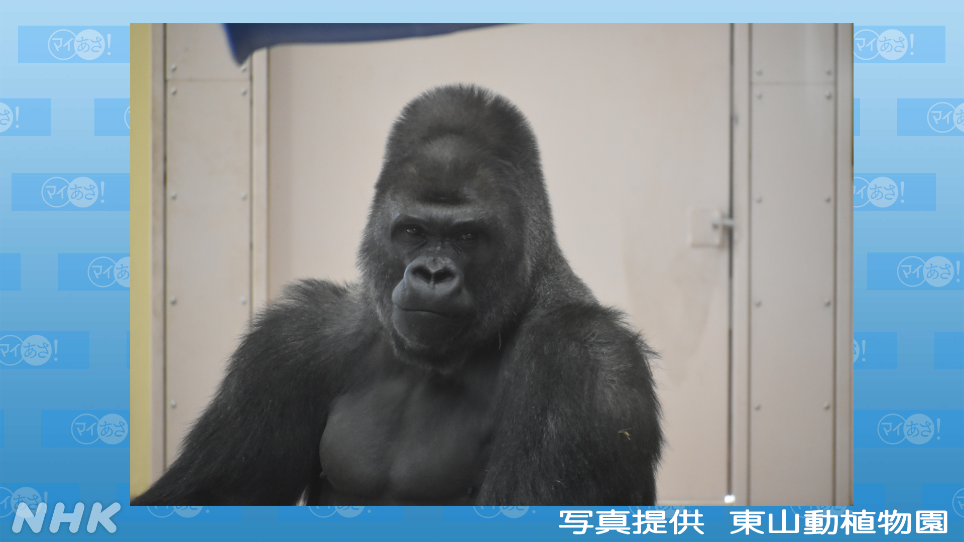 NHKラジオニュース on Twitter: "#マイあさ きょうの「いきもの☆いろいろ」は 『ゴリラ』。 写真は 名古屋市・東山動植物園の “シャバーニ”。 https://t.co ...