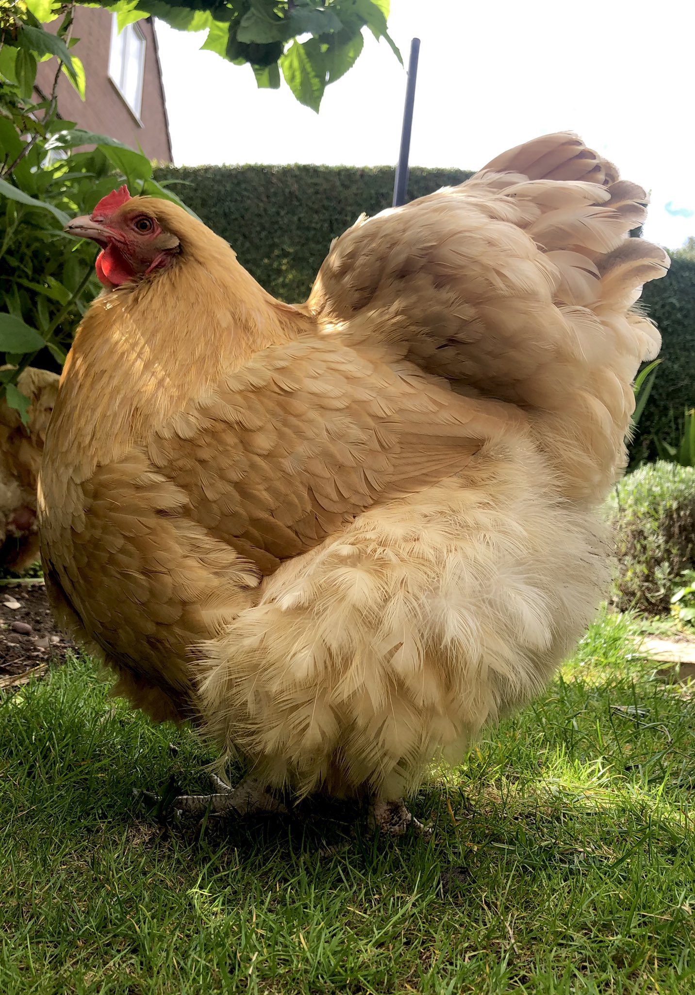 M on Twitter: "@vinn_ayy I have four massive women. They are called Amelia ‘Pollo Grande’, Anna ...