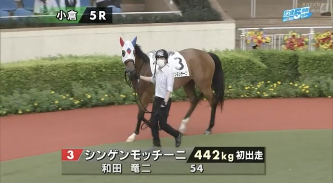JRA FUN on Twitter: "#シンゲンモッチーニ が、小倉5R 2歳新馬戦 に登場！ もちろん馬名の由来は「信玄餅」だよ。「外観が信玄餅に似ている事から」らしいよ。どう？似てるか ...