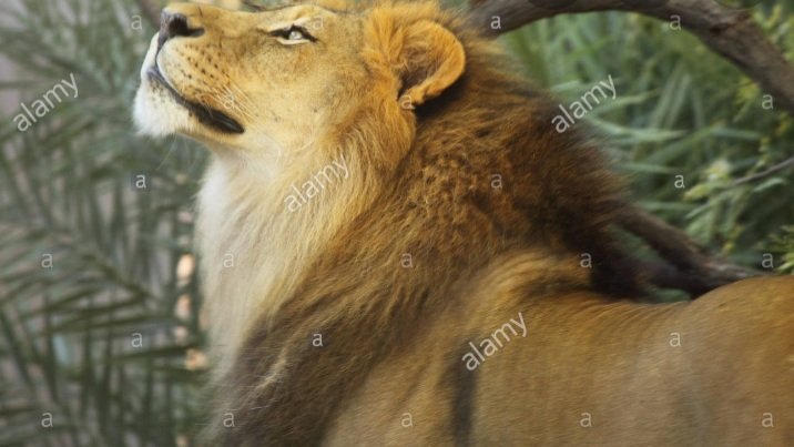 Emotional Support Lion On Twitter Chuffaholic I Heard Brisket