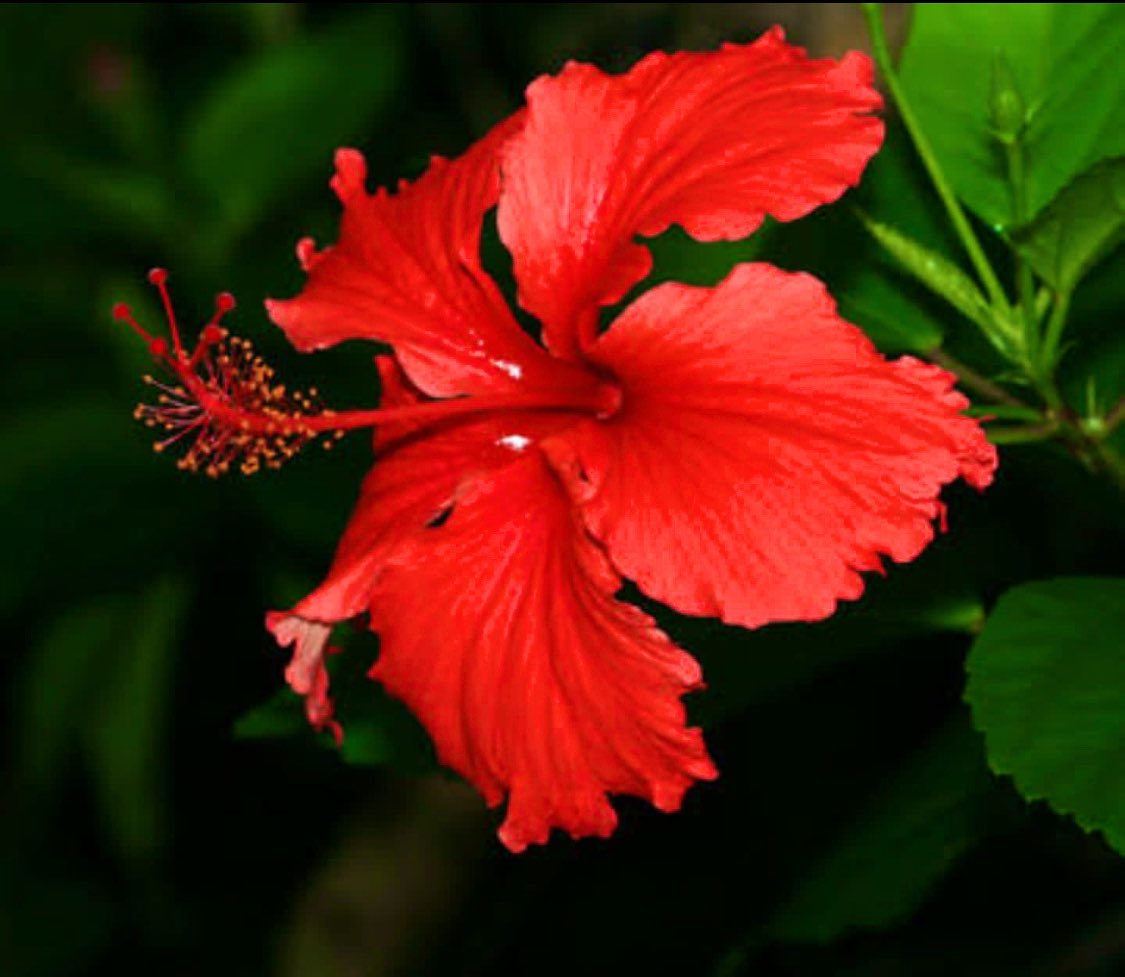 Many types of flowers are offered to lord Ganesha. Red hibiscus 🌺 or ...