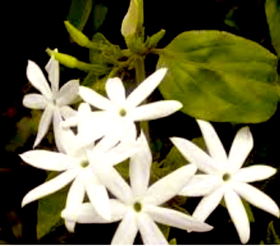 Many types of flowers are offered to lord Ganesha. Red hibiscus 🌺 or ...