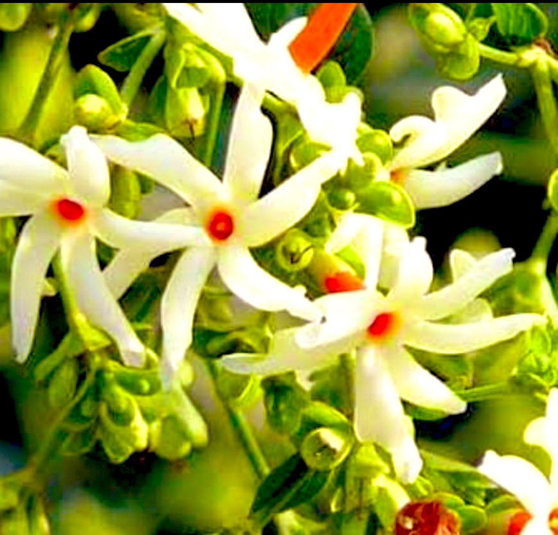 Many types of flowers are offered to lord Ganesha. Red hibiscus 🌺 or ...