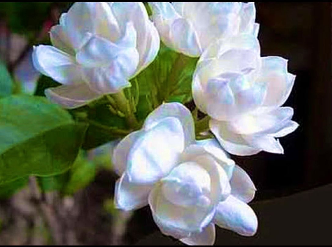 Many types of flowers are offered to lord Ganesha. Red hibiscus 🌺 or ...