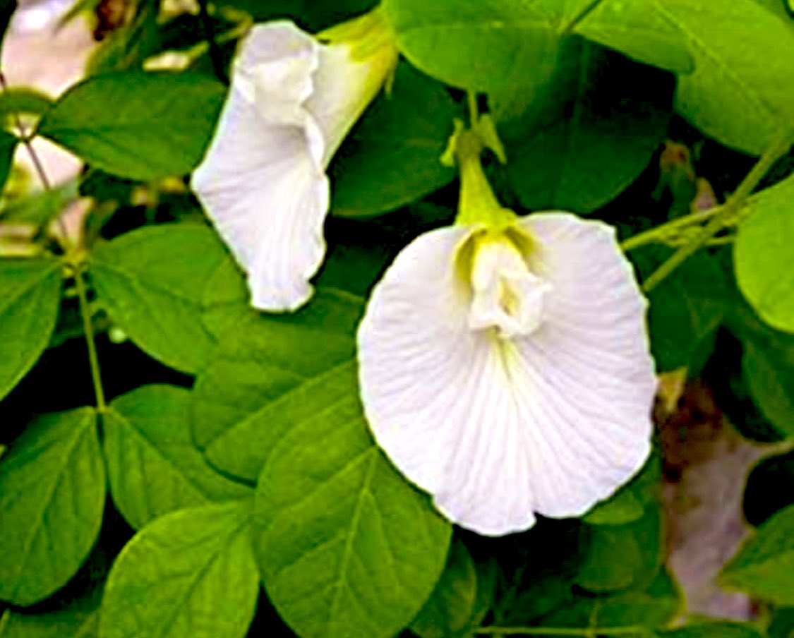 Many types of flowers are offered to lord Ganesha. Red hibiscus 🌺 or ...