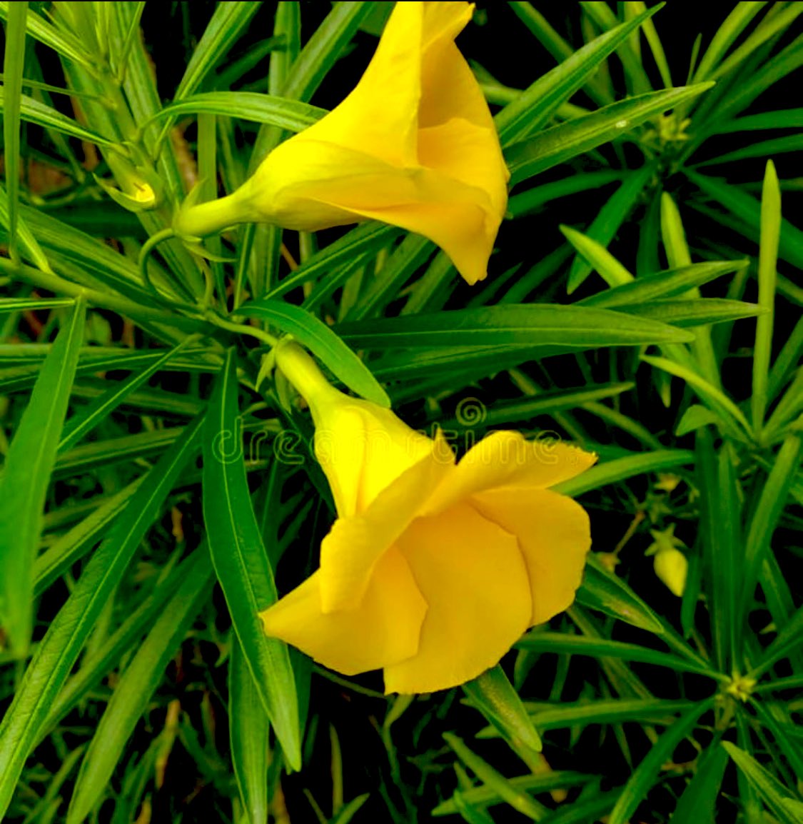 Many types of flowers are offered to lord Ganesha. Red hibiscus 🌺 or ...