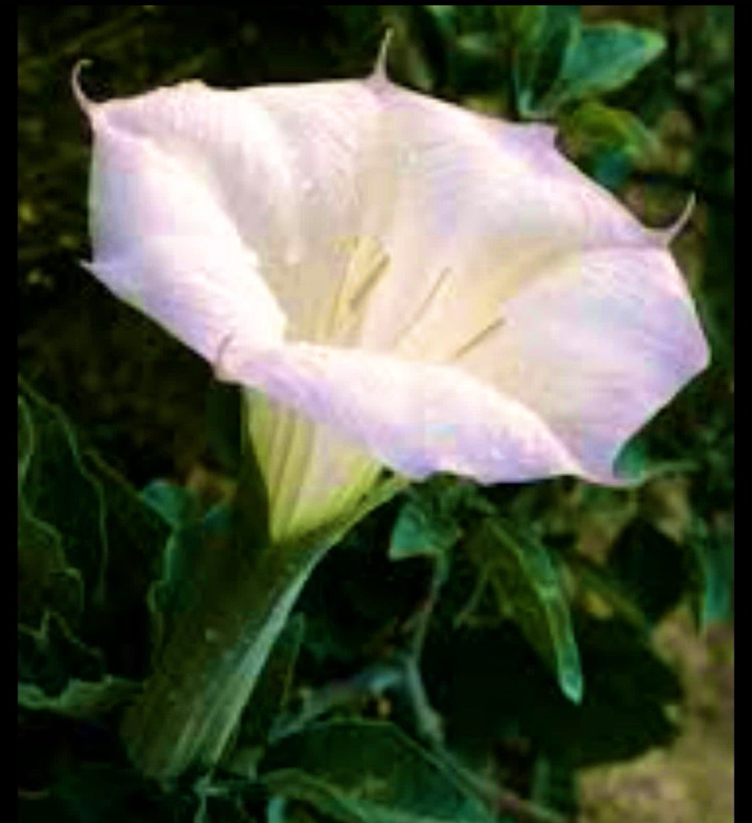 Many types of flowers are offered to lord Ganesha. Red hibiscus 🌺 or ...