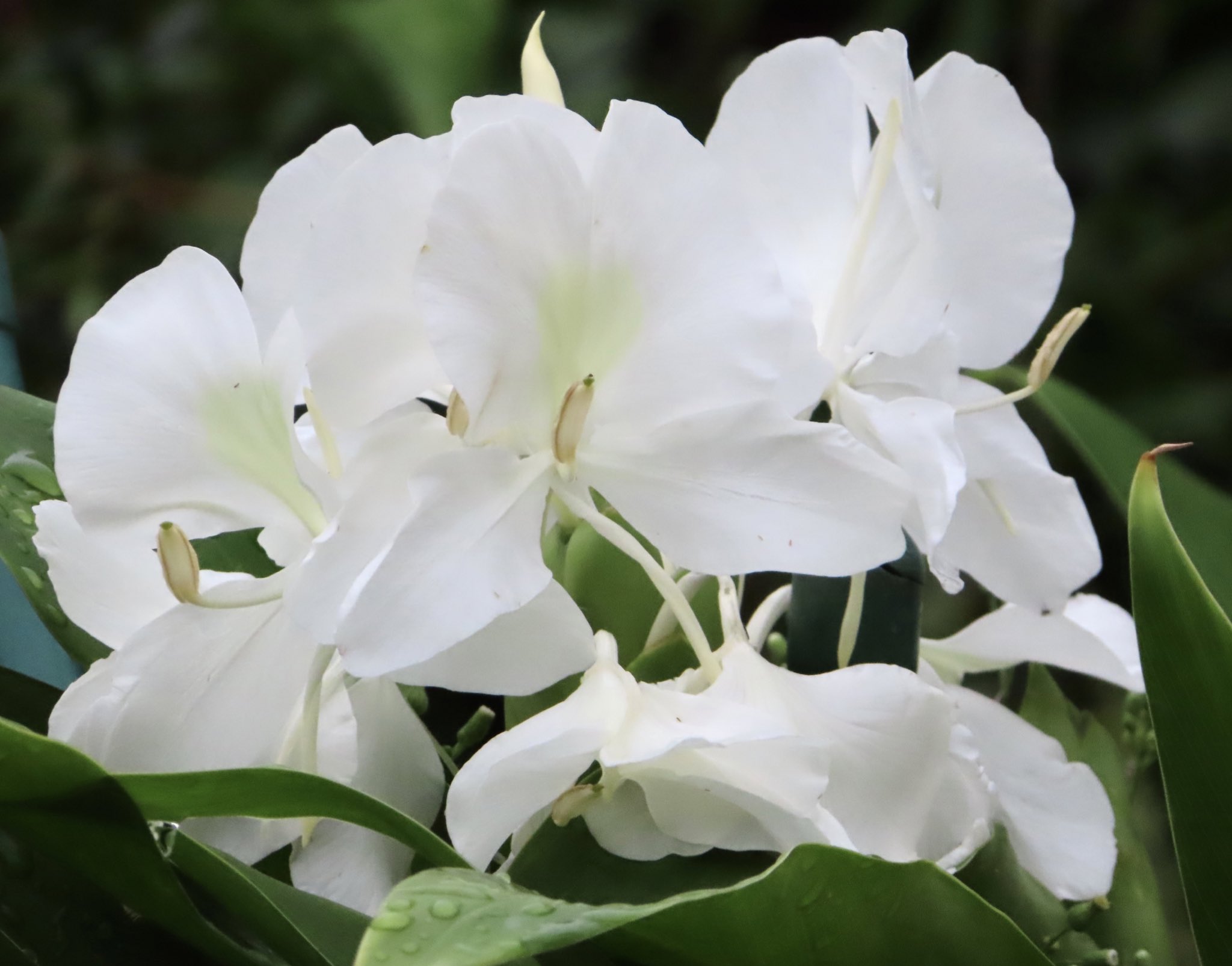 Utatane on Twitter: "ｵﾔｽﾐﾅｻｲ(ˊ•͈ ꇴ •͈ˋ)ｲｲﾕﾒｦ〜🐏⭐ *.+ﾟ🌃 .•*¨*•.¸💤¨*•.¸¸🎶*+:｡🌙 #おやすみTwitter #花写真 #花 ...