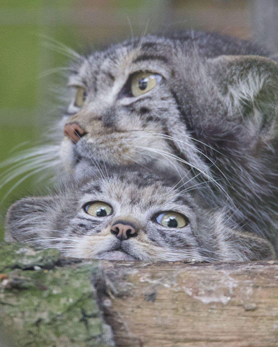 Daily Manul on Twitter: "https://t.co/tvkEifV0Z3" / Twitter