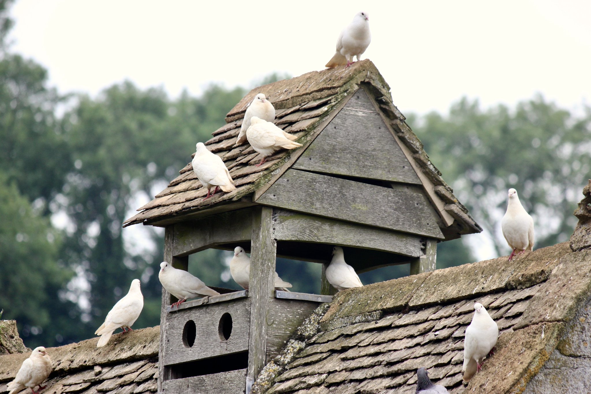 SUSAN BRANCH on Twitter: "@alicesroses Stone shingles, this entire ...