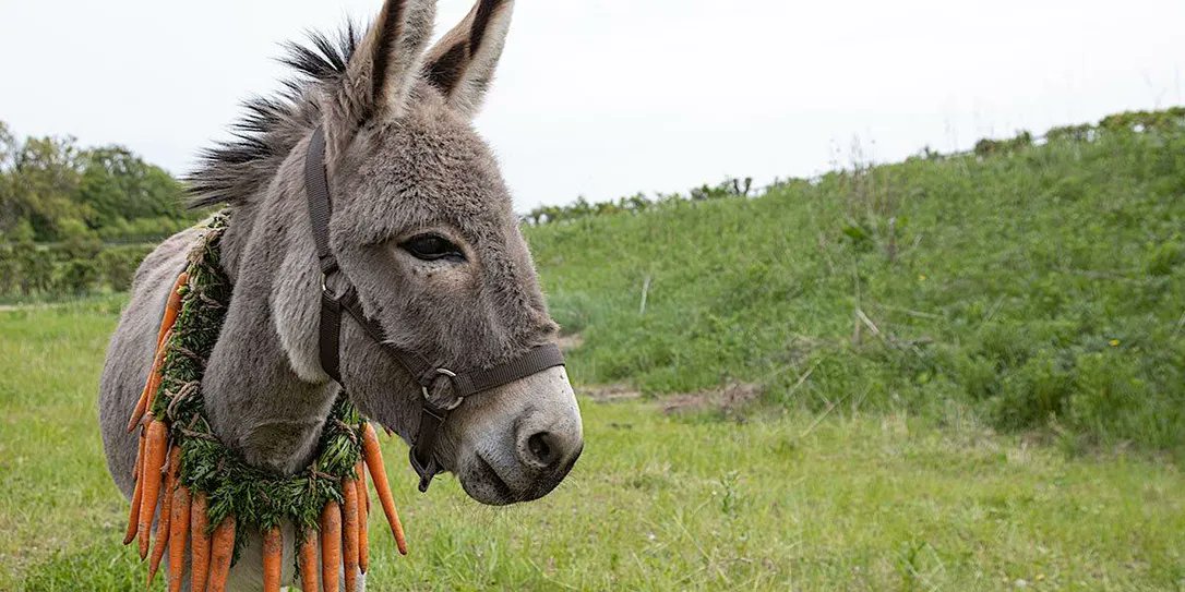 A sad donkey, a space doc and David Bowie: Here’s 12 picks for TIFF / Twitter