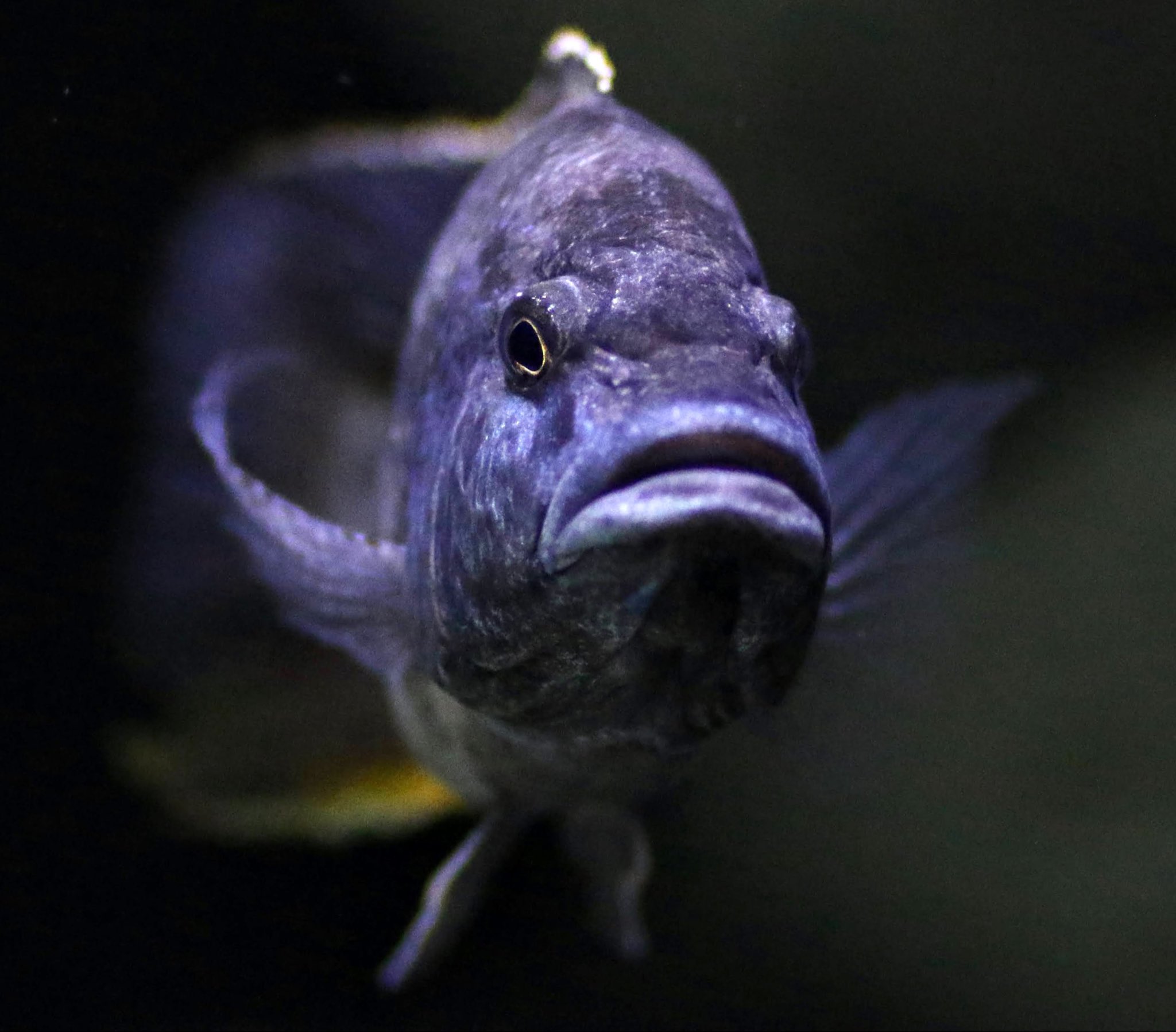 Real Fish Face