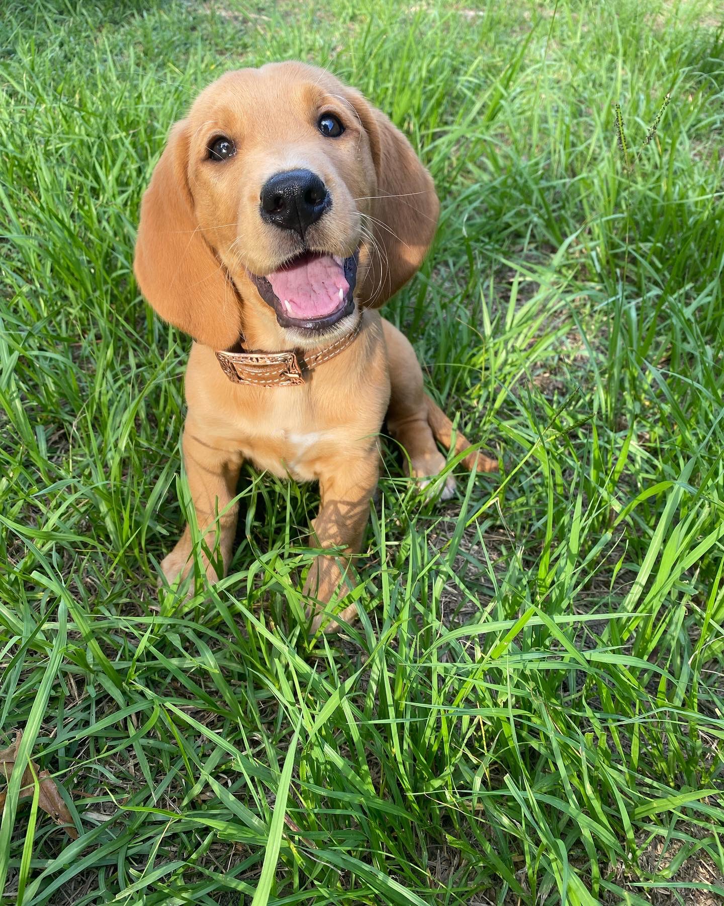 𝙲𝚘𝚞𝚛𝚝𝚗𝚎𝚢 • on Twitter: "Everyone meet Hazel’s new sister, Honey, the Golden Retriever/Basset ...