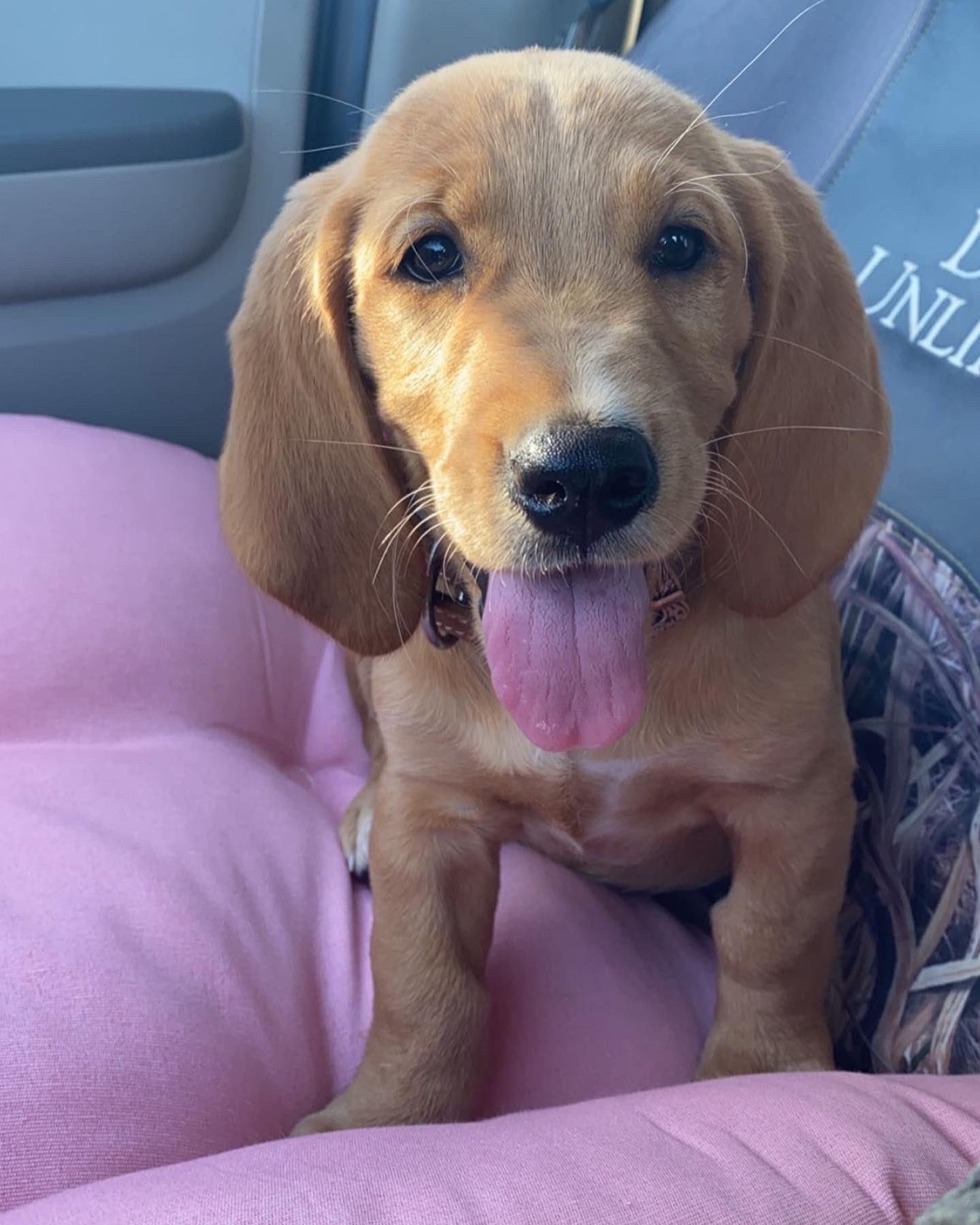 𝙲𝚘𝚞𝚛𝚝𝚗𝚎𝚢 • on Twitter: "Everyone meet Hazel’s new sister, Honey, the Golden Retriever/Basset ...