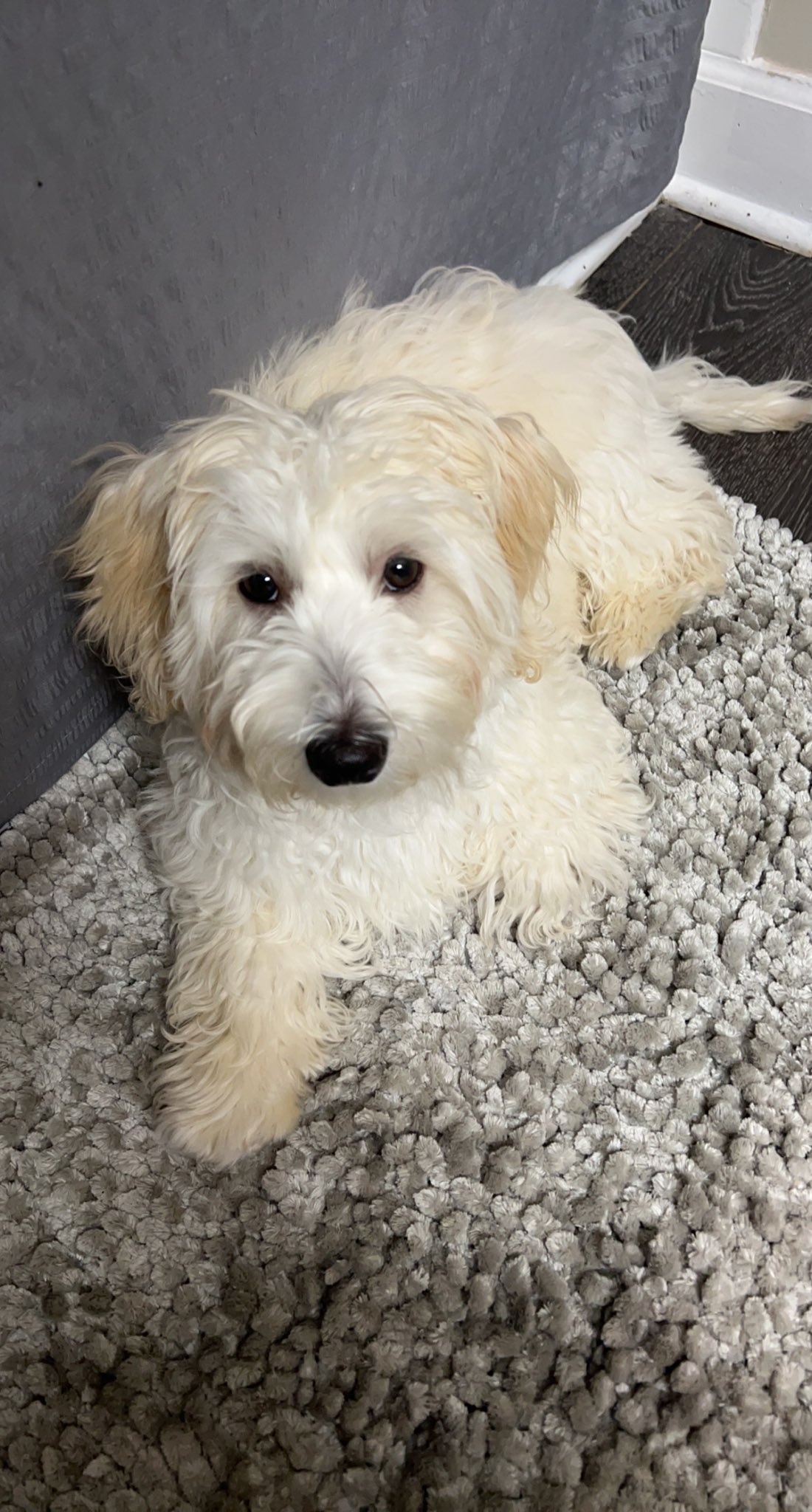 Westiepoo Full Grown