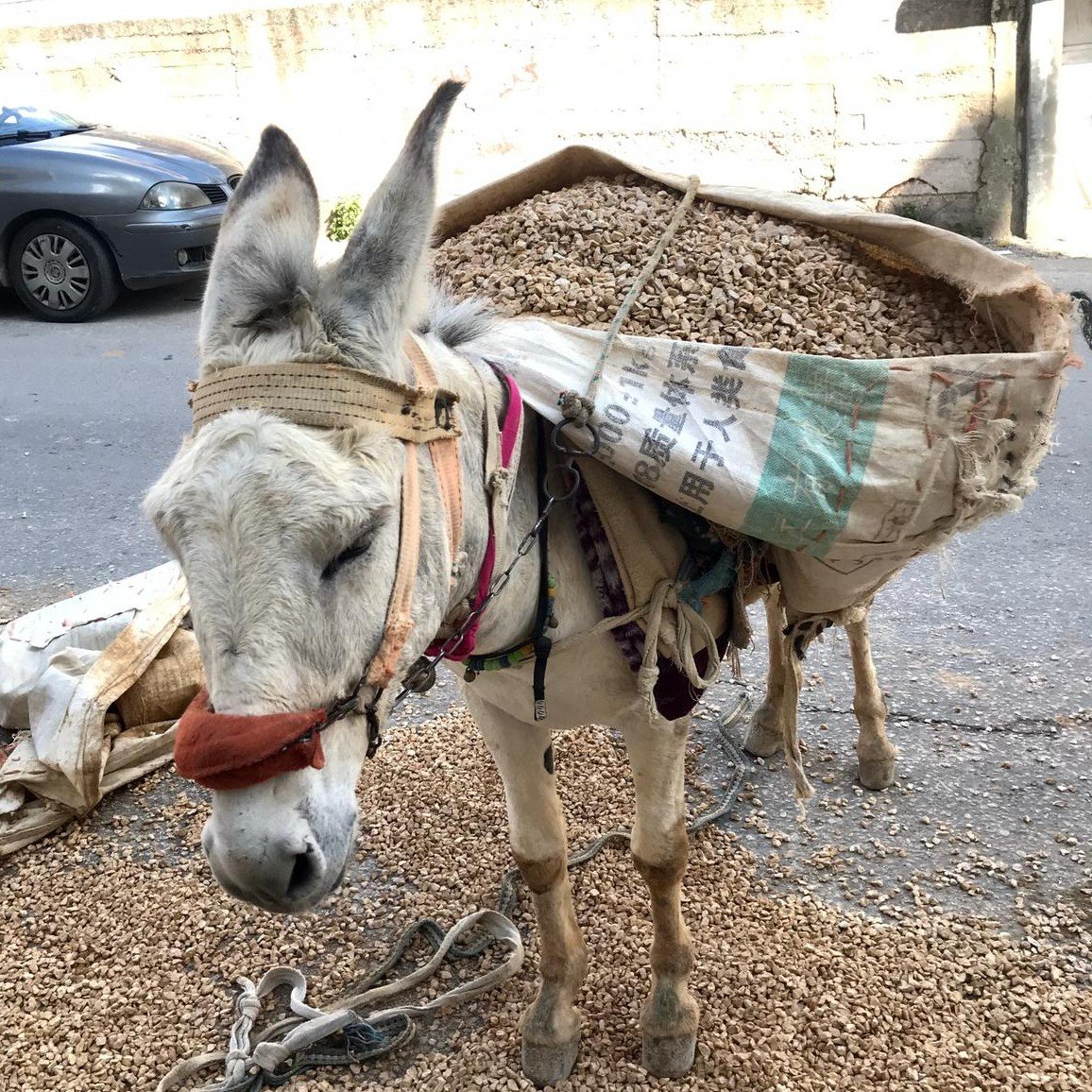 Donkeys are amazing (@HaledJabrin) / Twitter