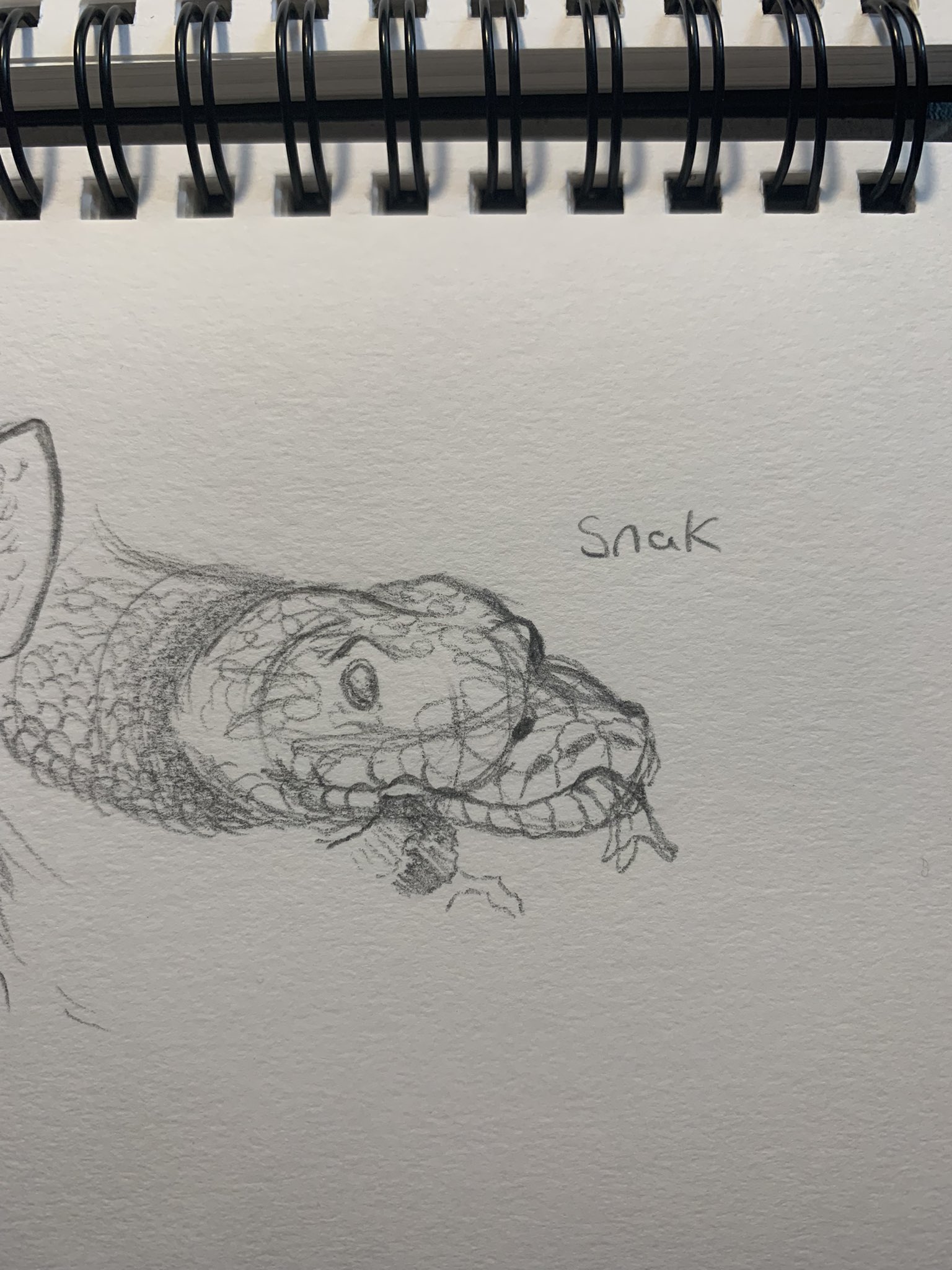 Bear Needs Snacks (@needs_bear) / Twitter