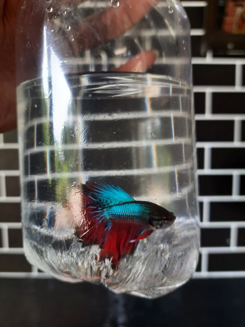 sinzoo on Twitter: "kenalin kaka kaka namanya beto🫧🐠 https://t.co/BkatEUgzMy" / Twitter