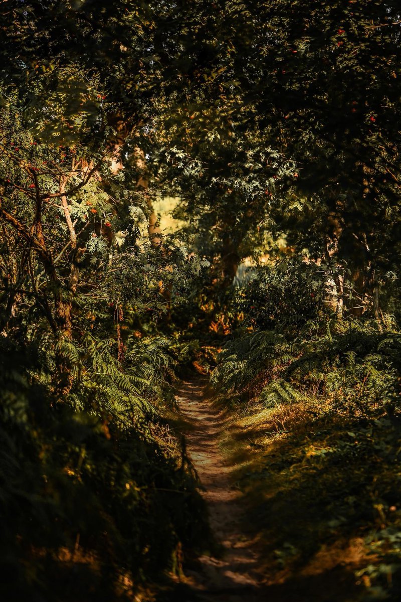 𝑻𝒂𝒓𝒂 𝑲𝒊𝒆𝒌𝒕 on Twitter: "Ik wil eigenlijk binnenkort starten met mini-workshops bosfotografie nu ...