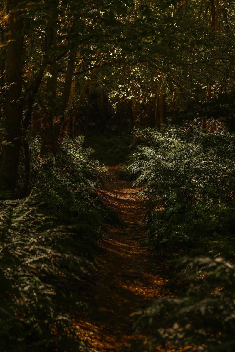 𝑻𝒂𝒓𝒂 𝑲𝒊𝒆𝒌𝒕 on Twitter: "Ik wil eigenlijk binnenkort starten met mini-workshops bosfotografie nu ...