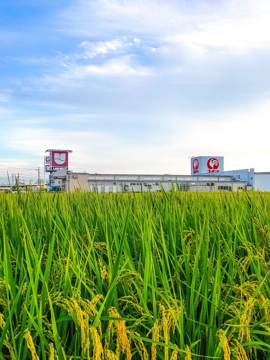 j-rakuda on Twitter: "新潟っぽい景色 https://t.co/gVDyDIeYNd" / Twitter